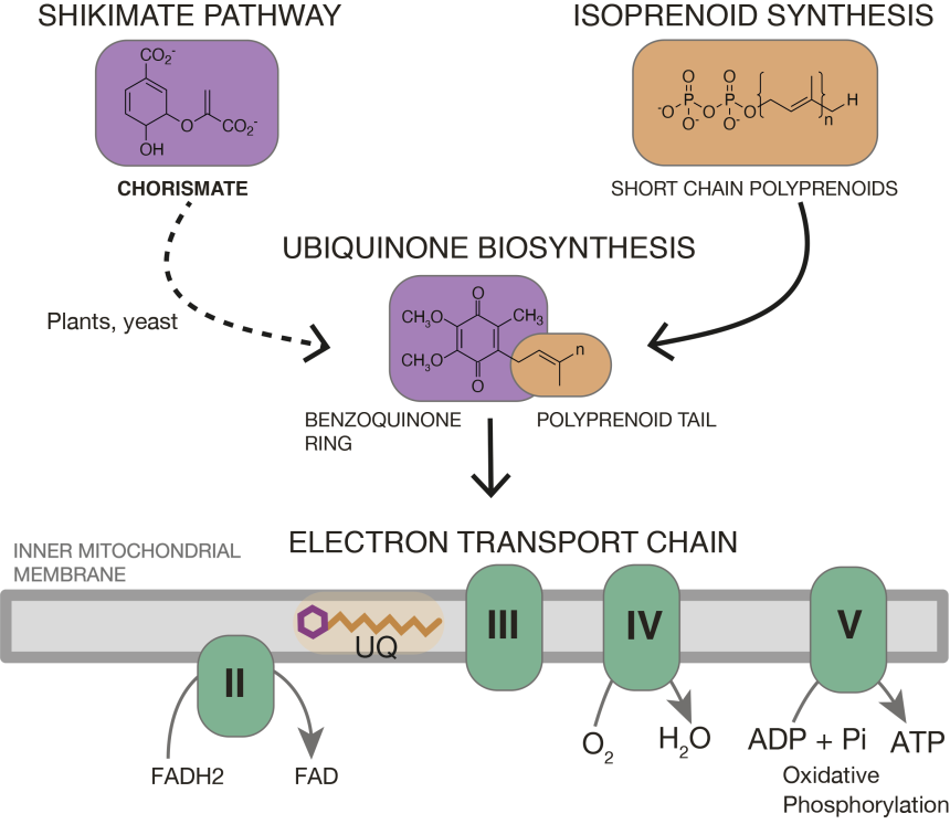 Research Interests | MORENO RESEARCH GROUP